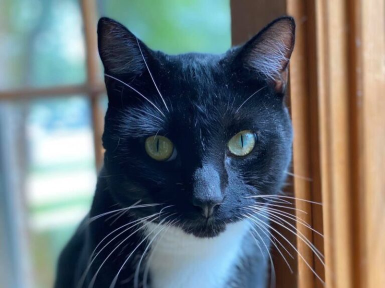 Online Forms - Ann Arbor Cat Clinic