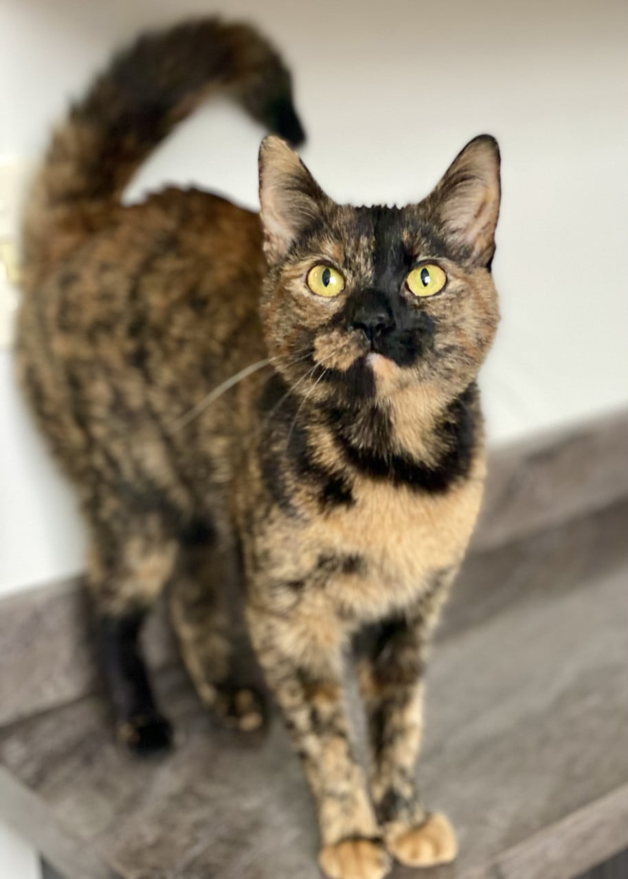 Adoptables - Ann Arbor Cat Clinic