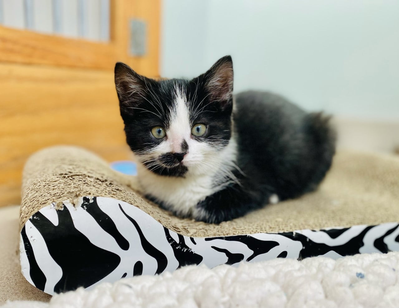 Adoptables - Ann Arbor Cat Clinic