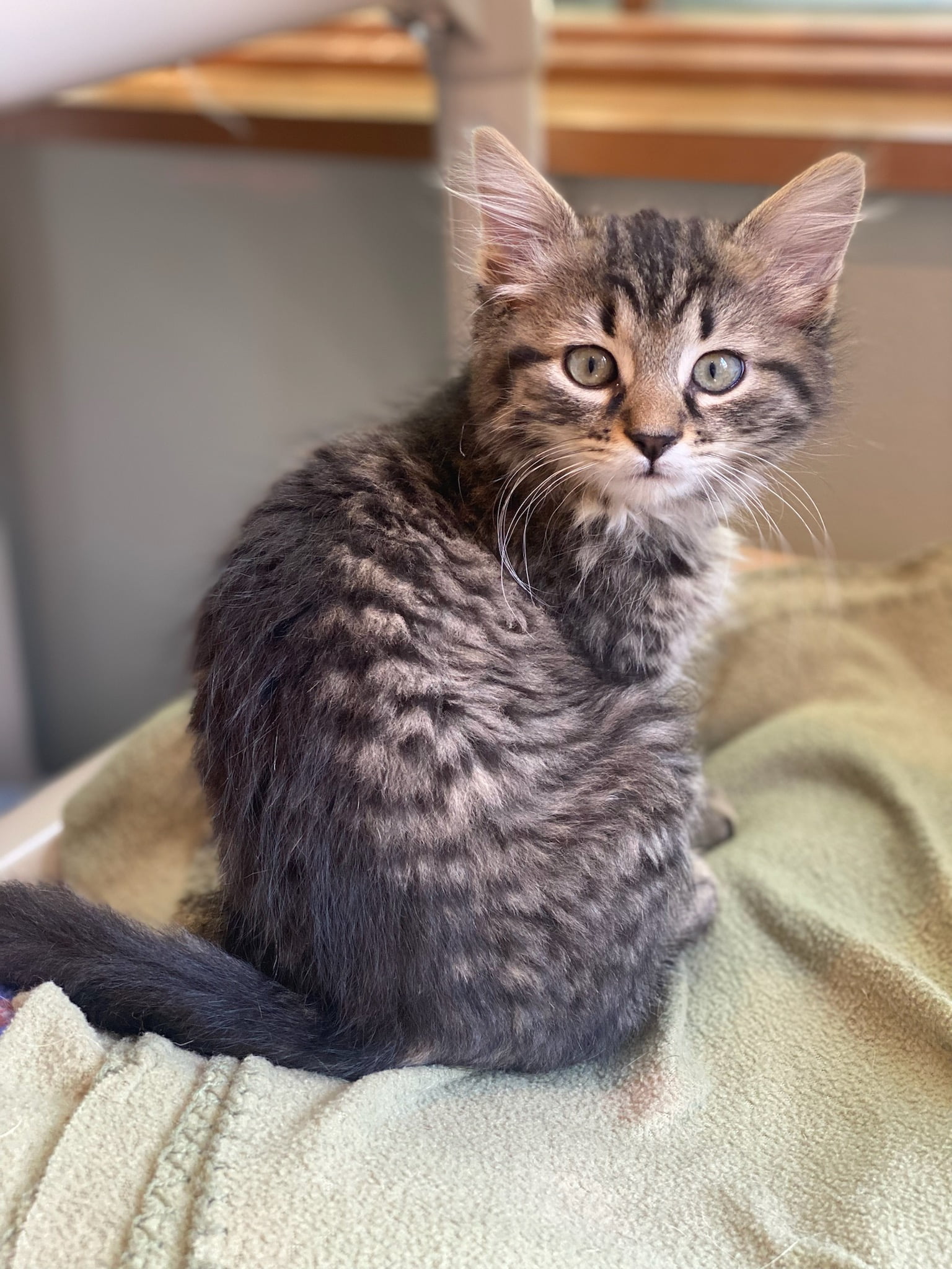 Adoptables - Ann Arbor Cat Clinic