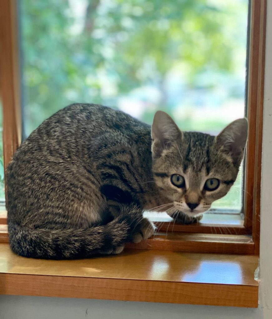 Adoptables - Ann Arbor Cat Clinic