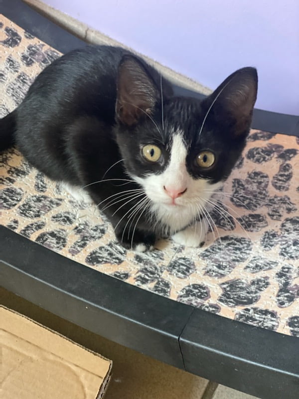 Adoptables - Ann Arbor Cat Clinic